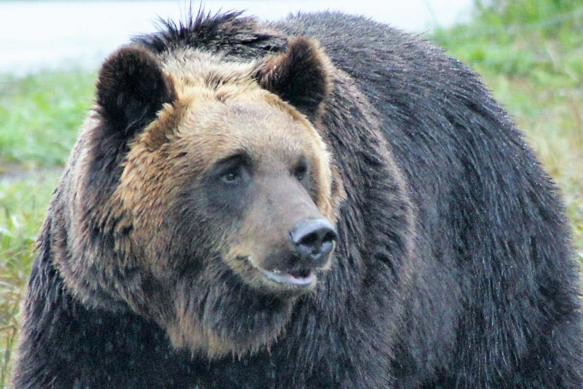「クマ被害」過去最多12人死亡！ 通勤・通学ルートにも迫る都市近郊リスクーー「移動防衛網」は今から間に合うのか？ | Merkmal（メルクマール） - (3)